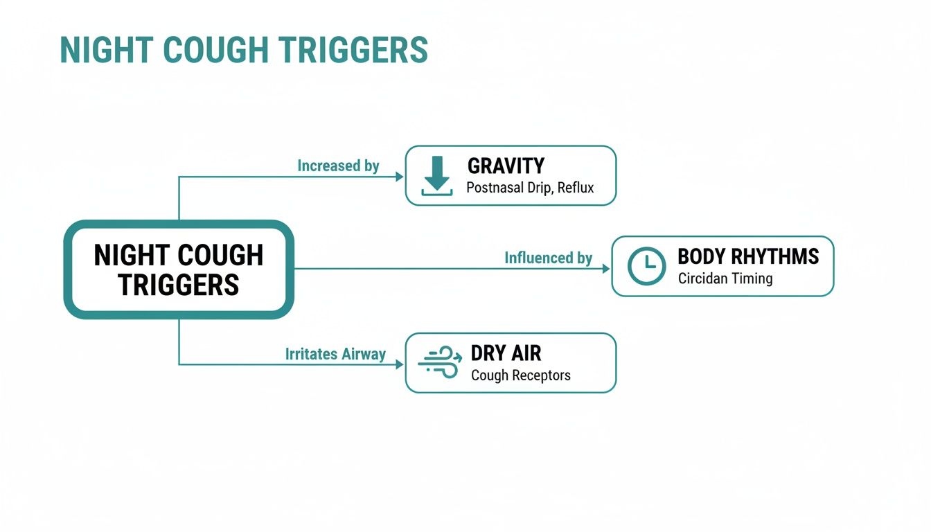 Why Your Night Time Cough Gets Worse and How to Find Relief - Carter's ...
