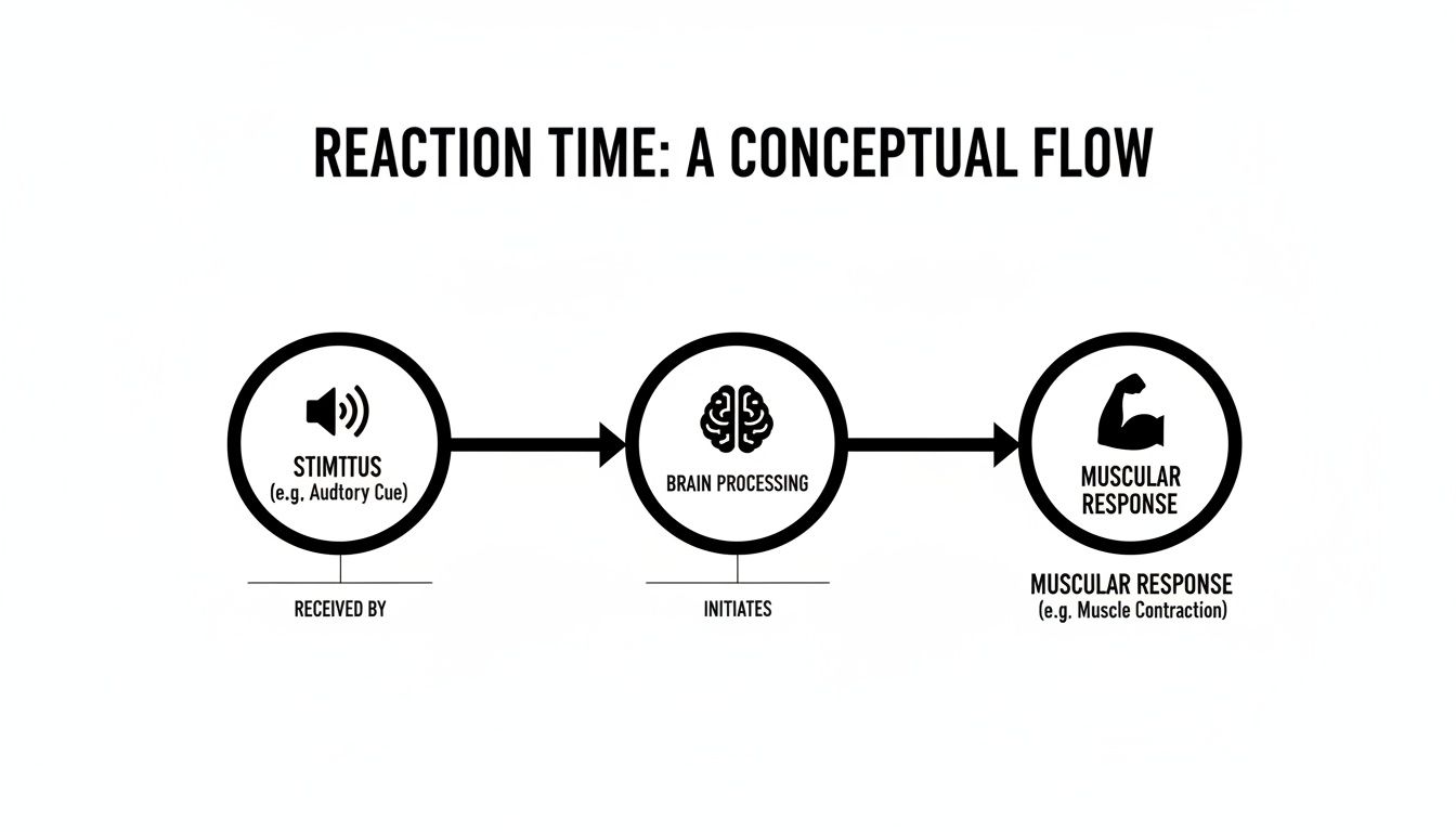 Define Reaction Time in Fitness A Complete Explainer | Cartwright Fitness