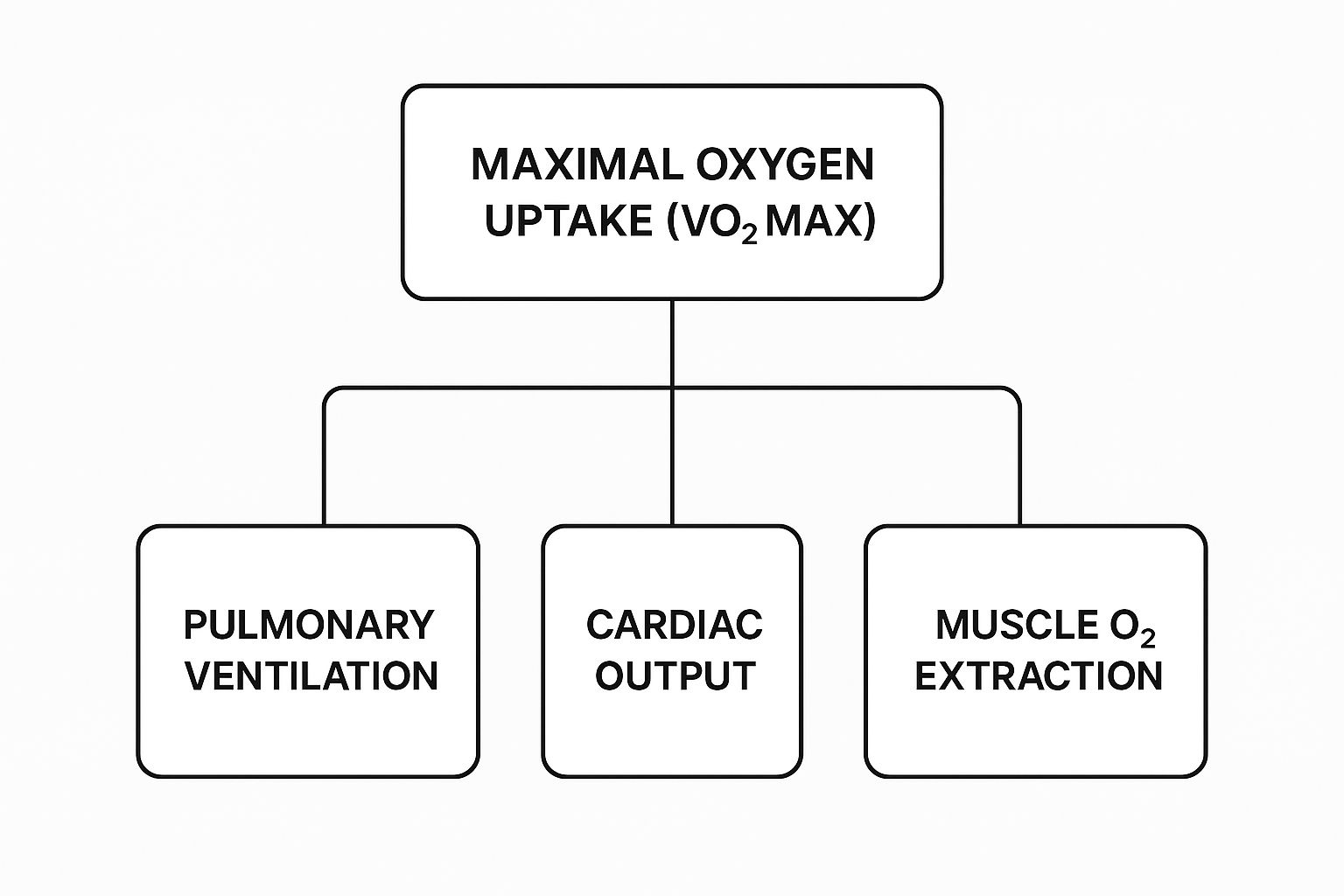 What Is Maximal Oxygen Uptake and Why It Matters | Cartwright Fitness