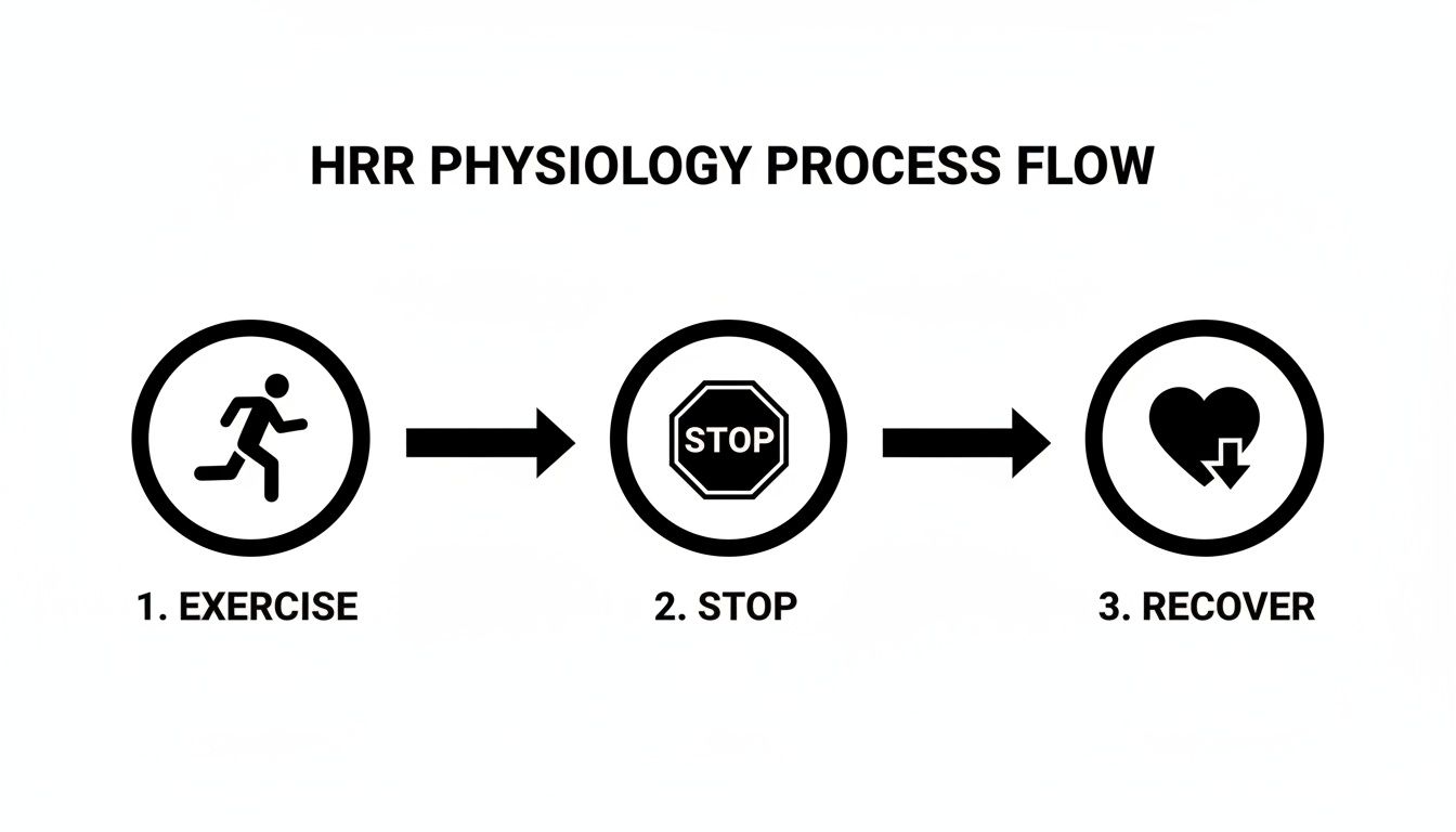 What Is Heart Rate Recovery and Why It Matters for Your Health ...