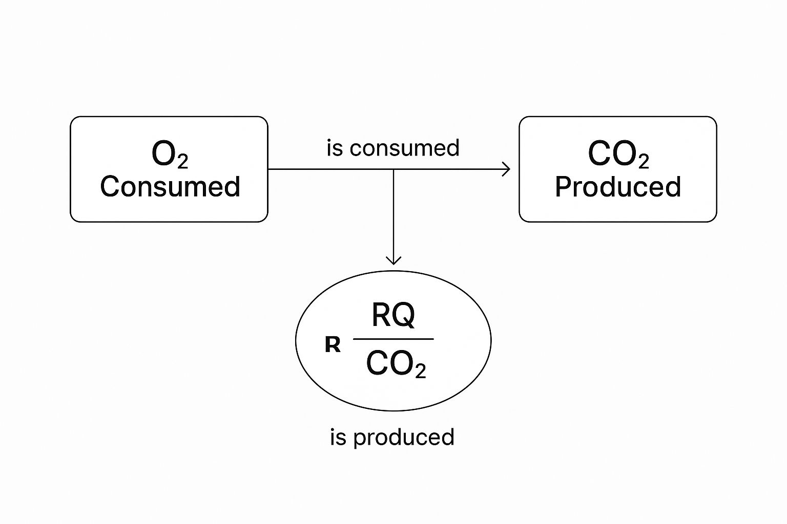What Is Respiratory Quotient and What It Reveals | Cartwright Fitness