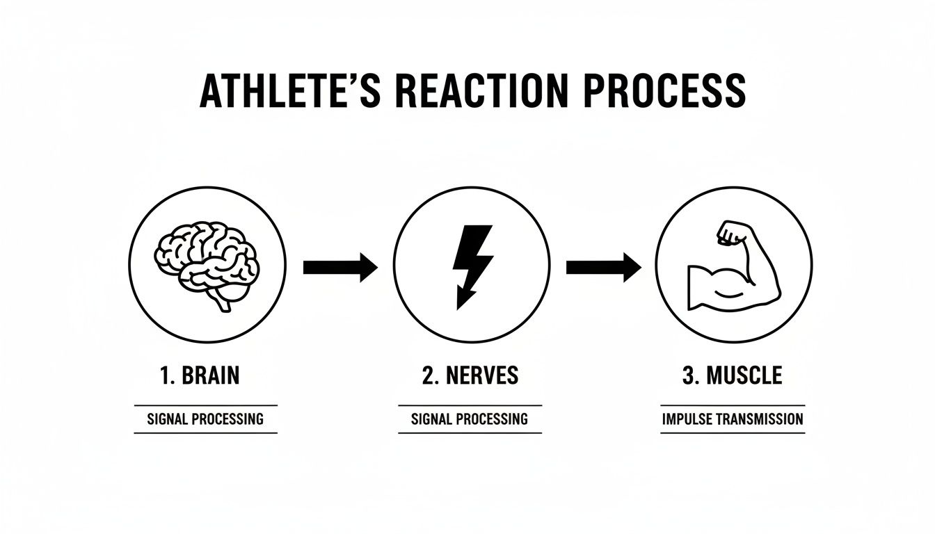 A Coach's Guide to Increasing Reaction Time in Athletes | Cartwright ...