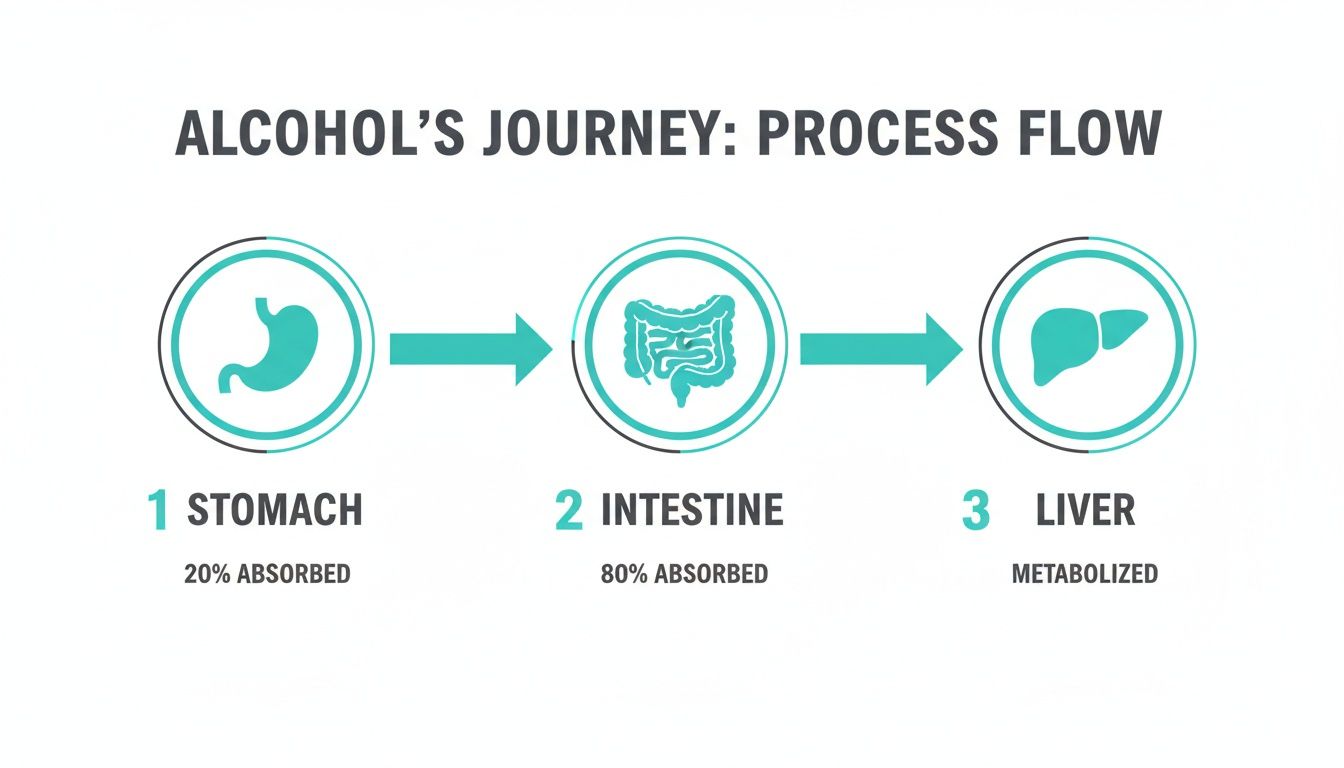 What Food Absorbs Alcohol for a Smarter Night Out – Upside Hangover Jelly