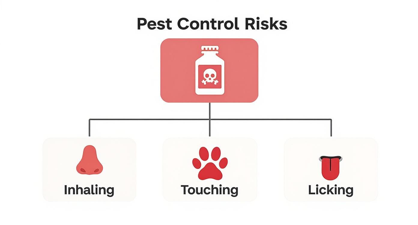 Is Your Pest Control Pet-Friendly? What Every Santa Cruz Pet Owner ...