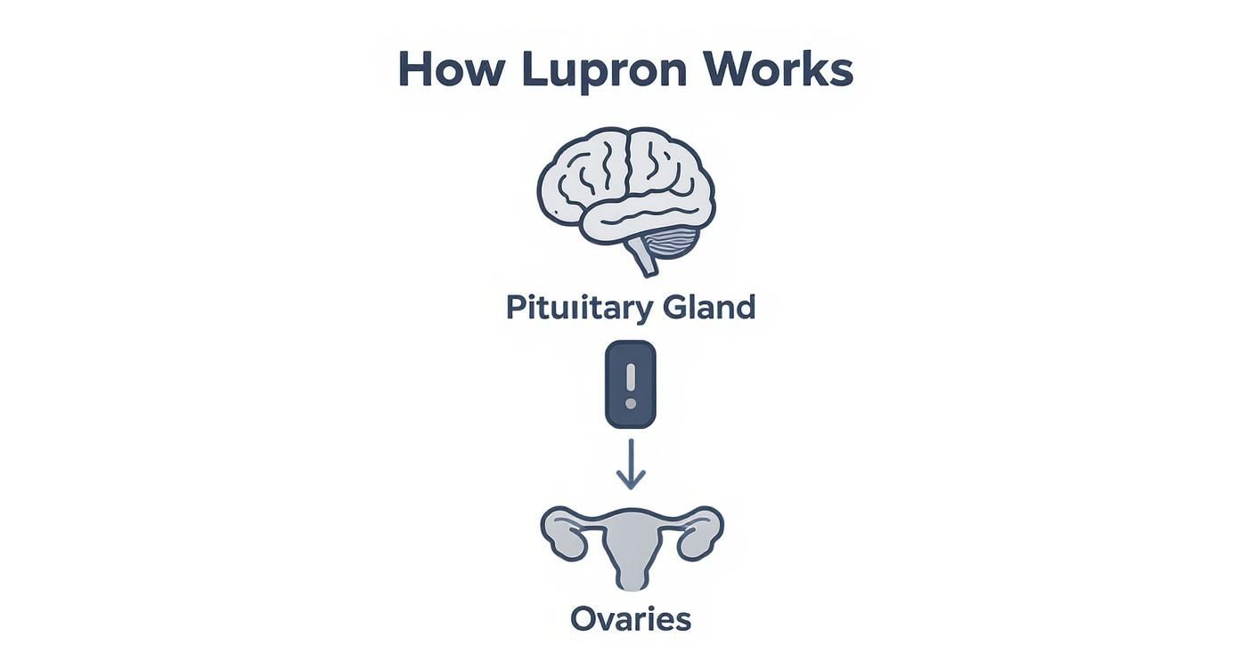 Votre parcours de FIV : Que fait le Lupron
