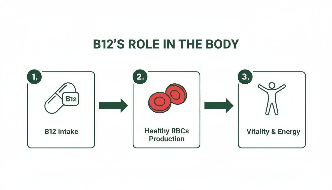 Dietary Supplement B12: The Scientific Link to Fighting Anemia and Boo ...