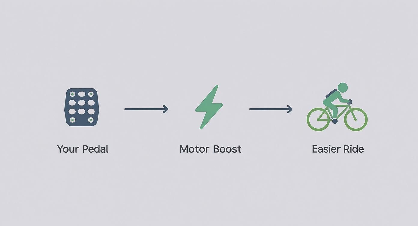 Your Guide to Electric Bike Pedal Assist