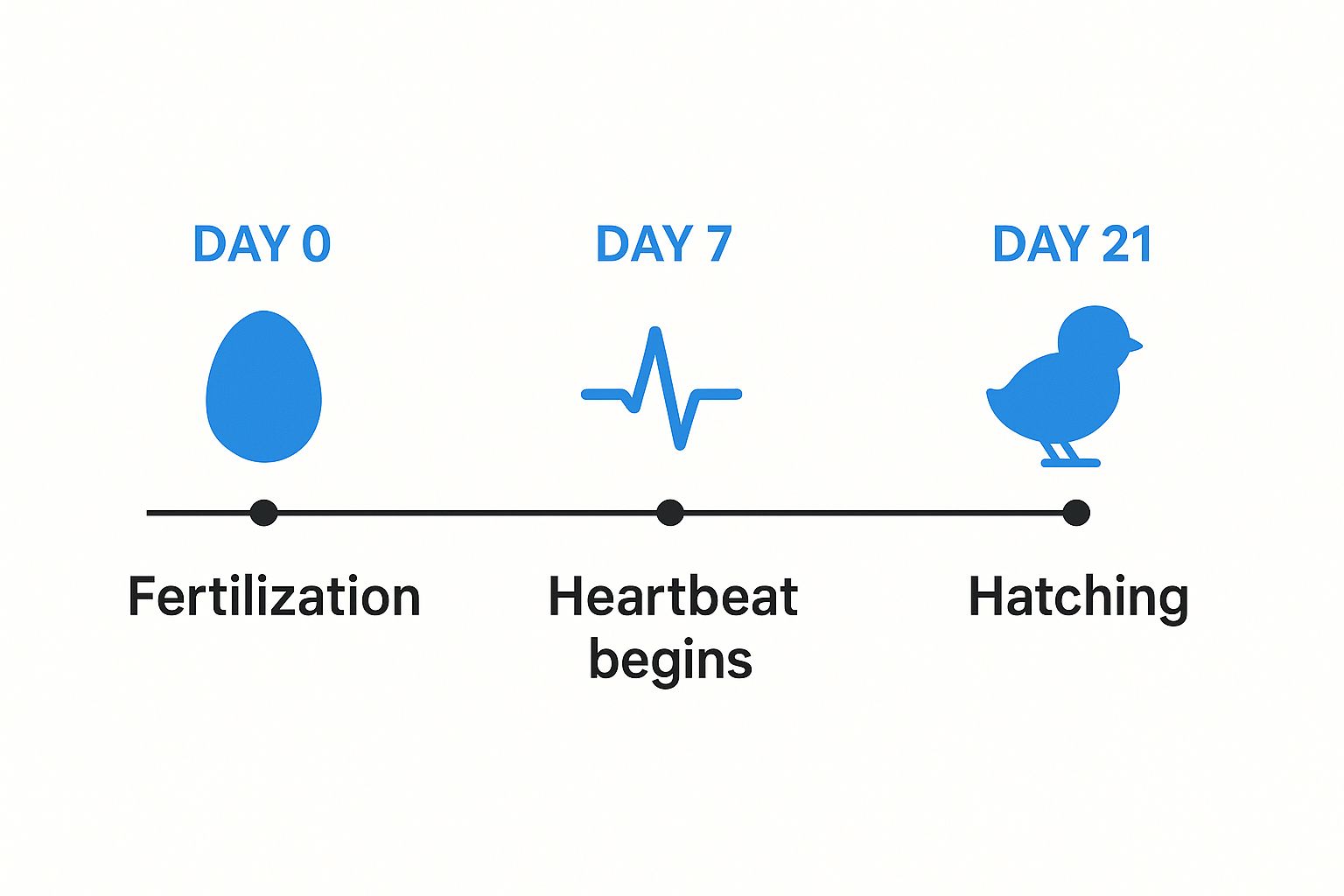 Chicken Egg Development Stages: Complete 21-Day Guide - Hatching Eggs