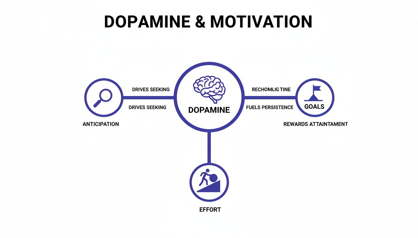 Dopamine and Motivation: Master Focus and Build Habits
