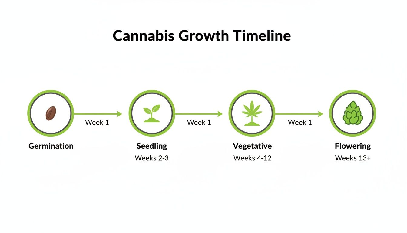 The Complete Stages of Weed Growth from Seed to Harvest
