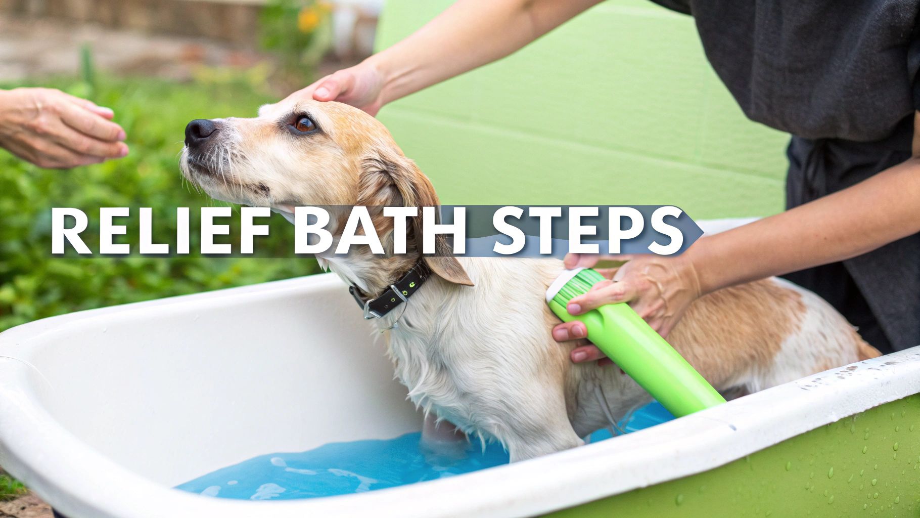 The Best Shampoo for Dogs with Skin Allergies: An Actionable Guide ...