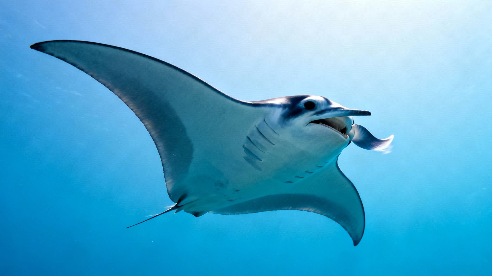 Manta Ray Swimming Underwater: Kona Ocean Adventure | Kona Snorkel Trips