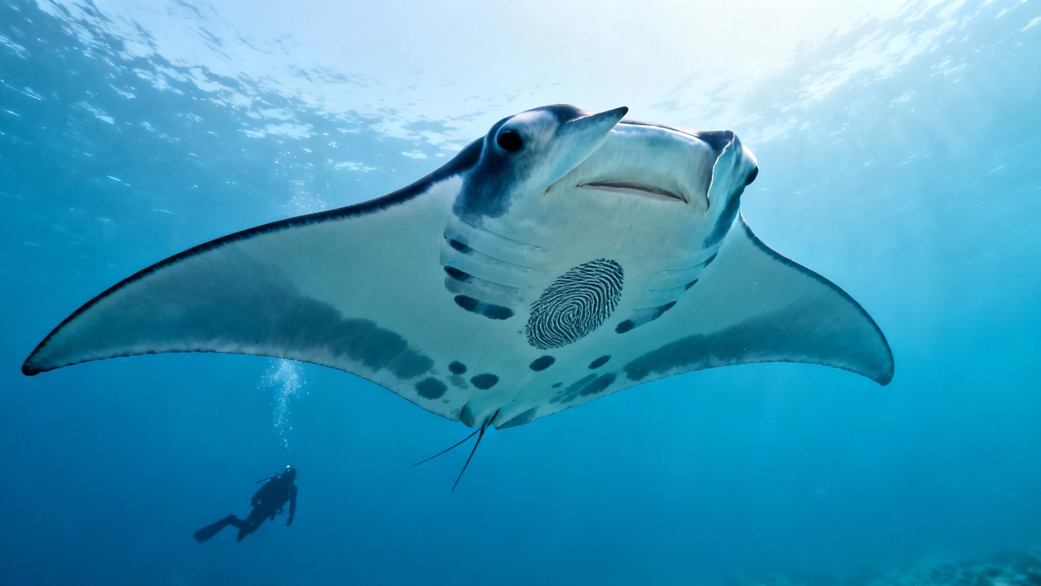Manta Rays Big Island: manta rays big island Night Snorkel Guide