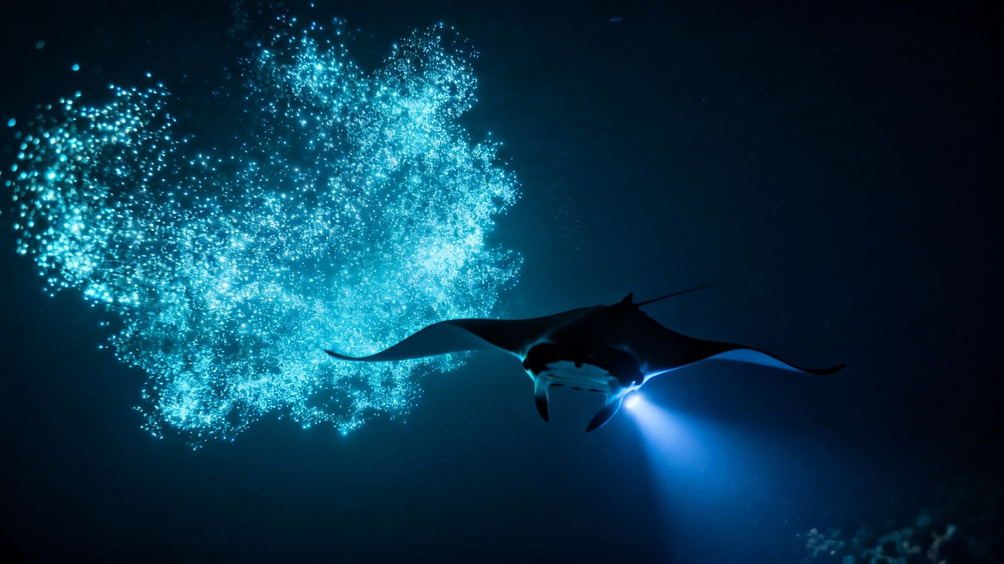 Experience manta ray snorkeling kona: Kona's top tours and tips