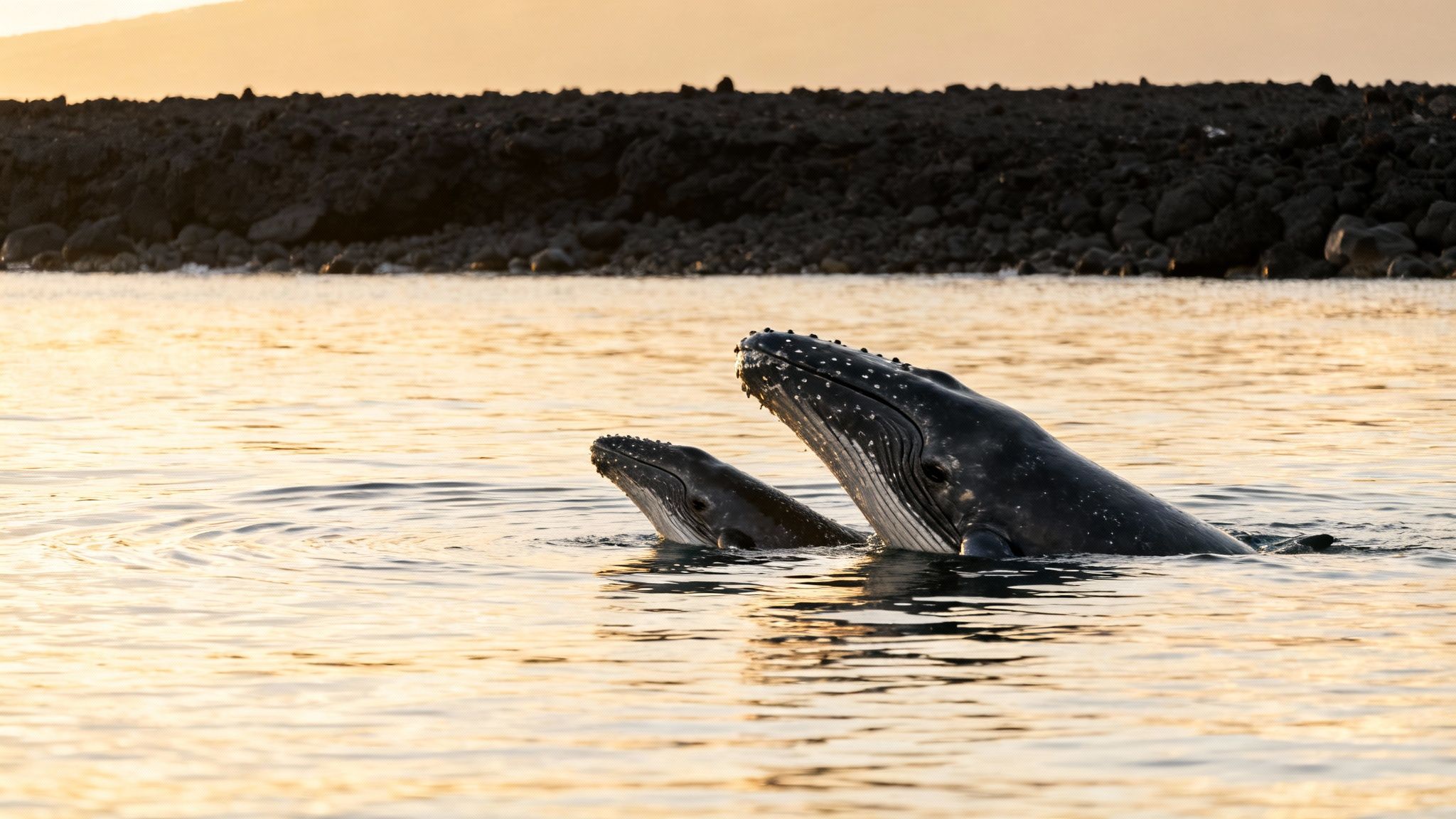 Whale Watching Big Island: Your Ultimate Guide To Whale Watching Big ...
