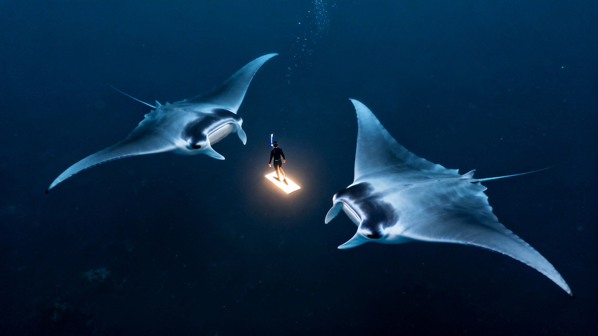 Manta ray viewing big island: Kona Night Snorkel Guide