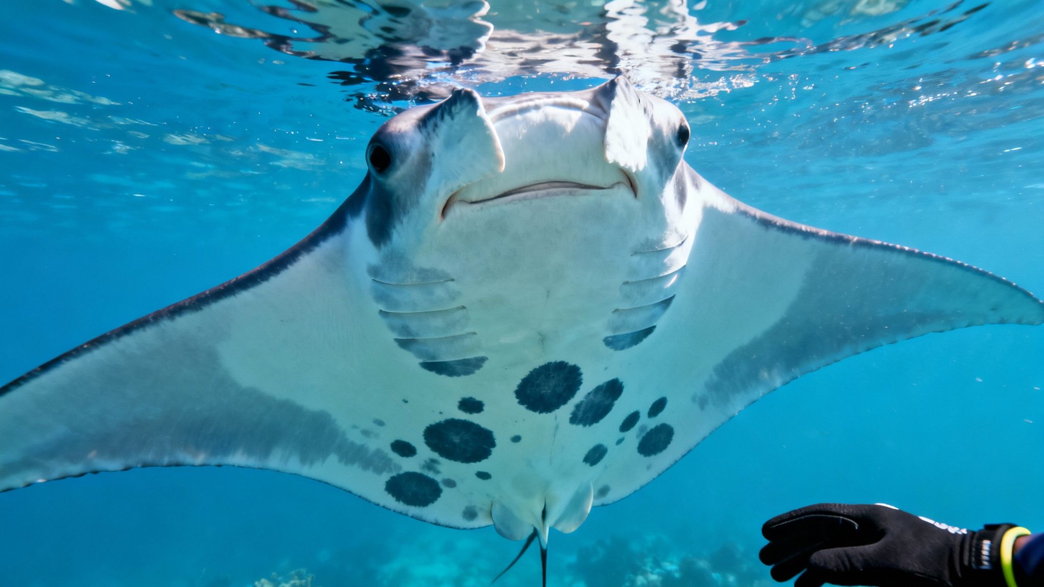 Manta Ray Snorkel Kona An Unforgettable Night Adventure