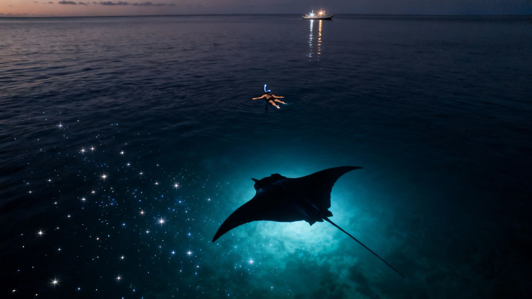 Manta Ray Snorkel Kona The Ultimate Hawaii Night Adventure