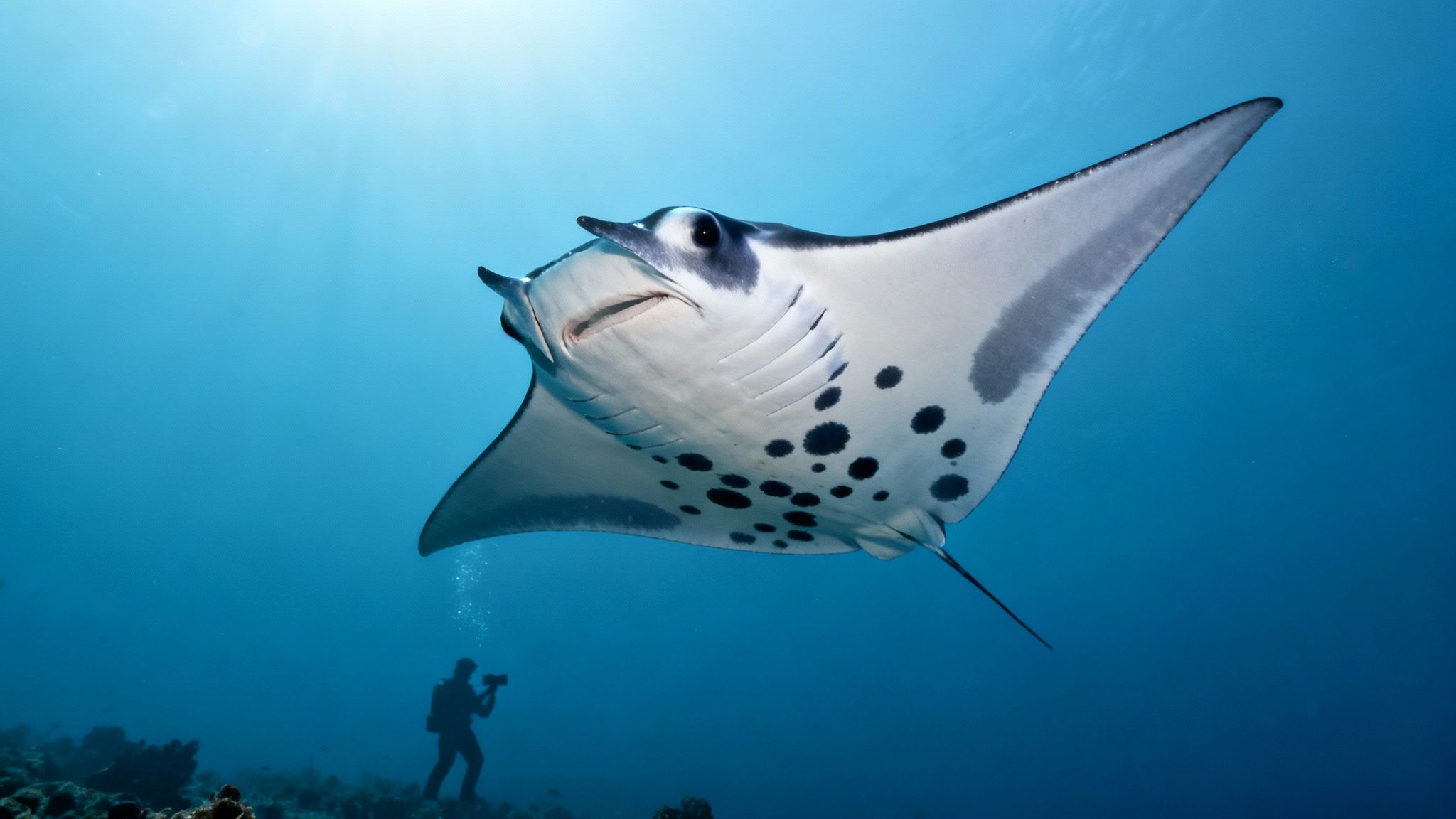 Your Ultimate Guide To Manta Ray Snorkel Kona | Kona Snorkel Trips