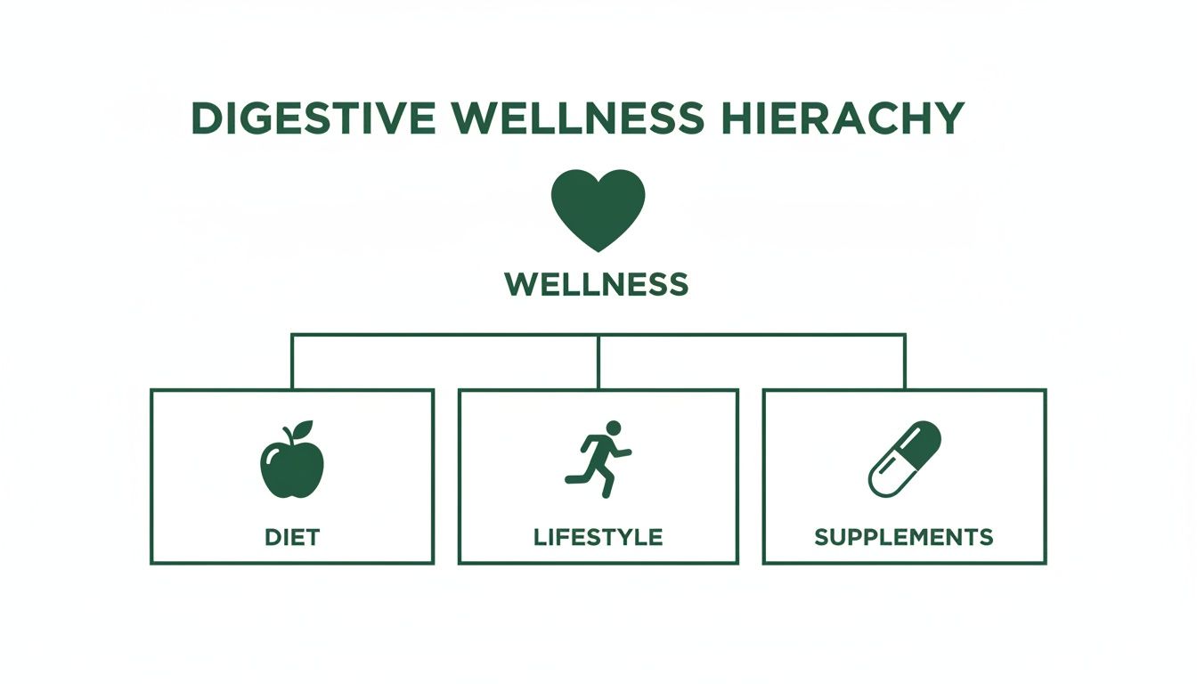 Best Digestive Health Supplements: Top Picks for Gut Wellness - AloeCure