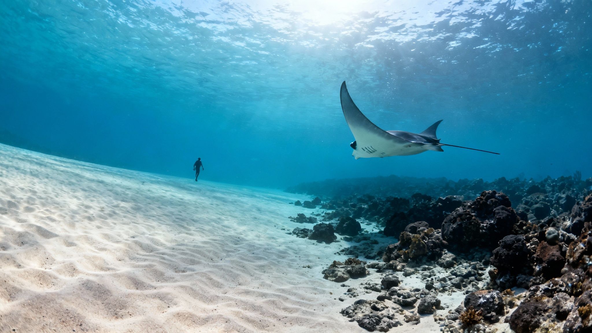 Manta Ray Dive Kona: Your Ultimate Underwater Adventure