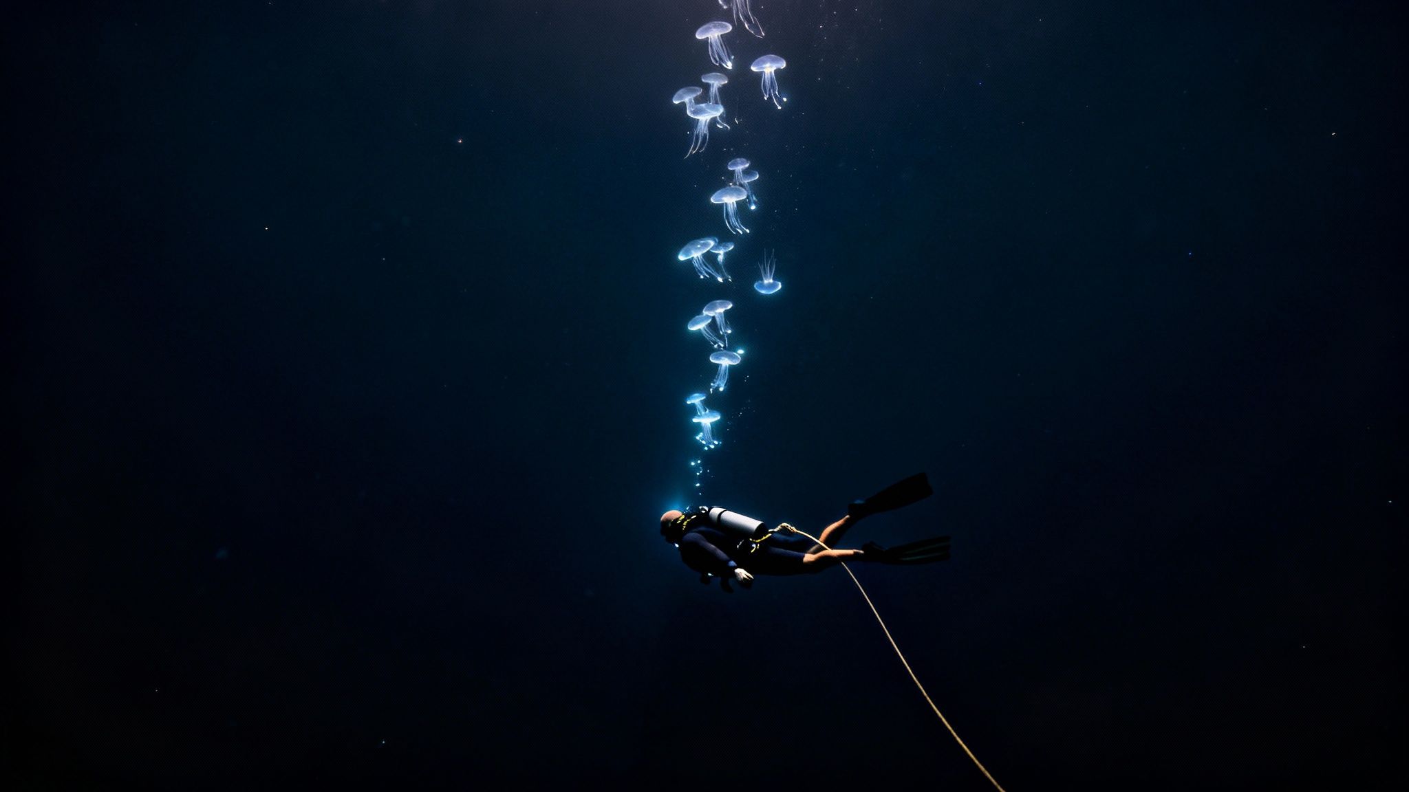 Your Ultimate Guide to Diving Big Island’s Kona Coast