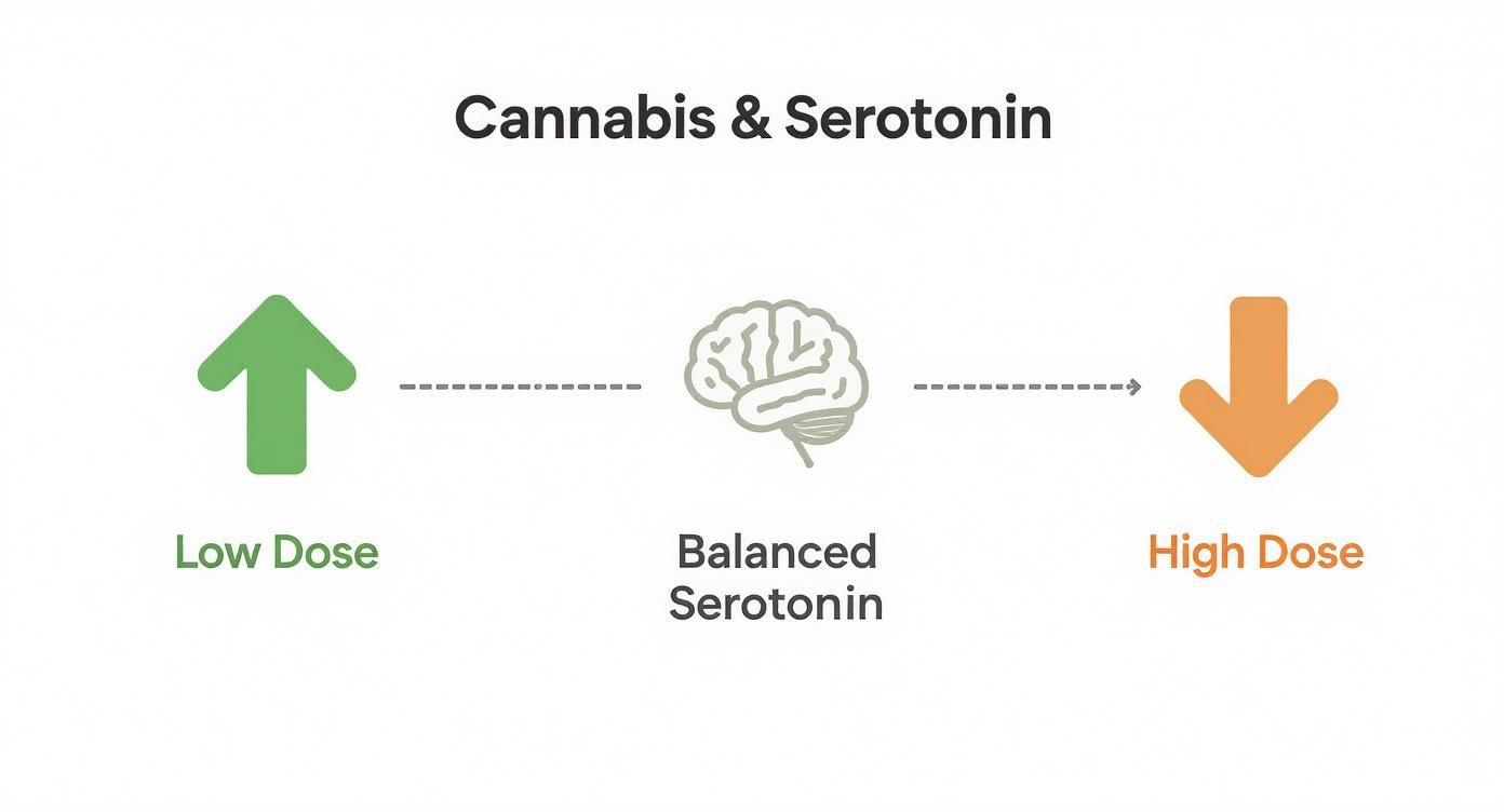 Does Medical Marijuana Increase Serotonin Levels?