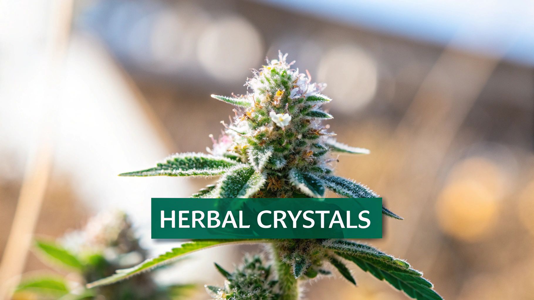 What is kief: A Quick Guide to Its Potent Marijuana Uses