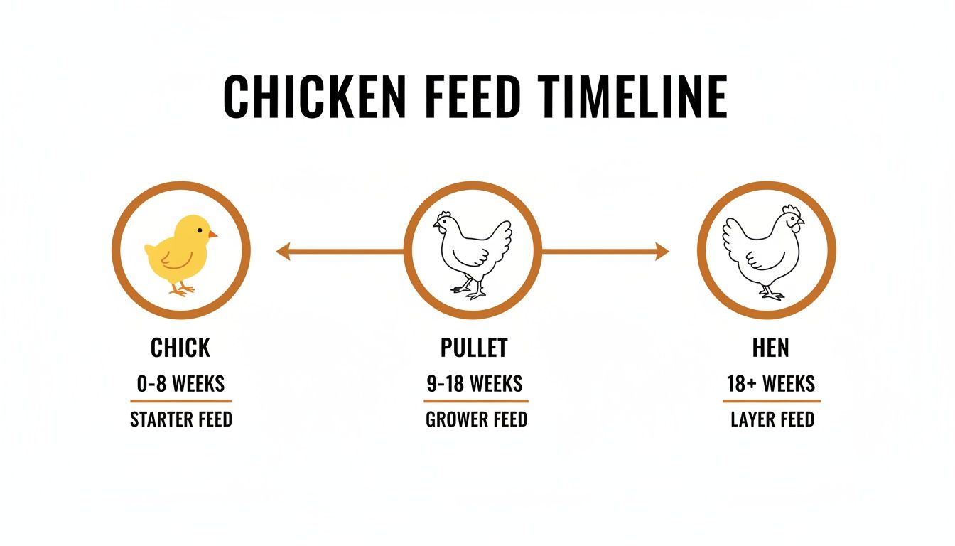 A Practical Guide to the Types of Chicken Feeds – Pure Grubs