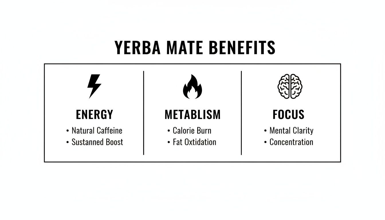 Glucomannan vs. Yerba Mate: Best natural appetite suppressant – LadyPens