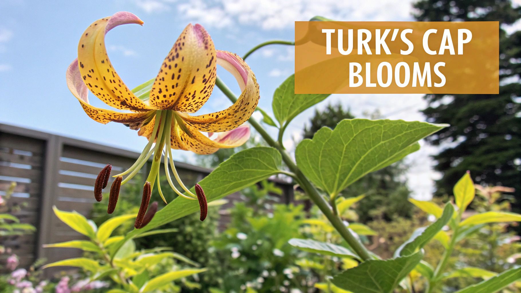 7 Native Texas Landscaping Plants for South Texas Gardens - Fischer ...