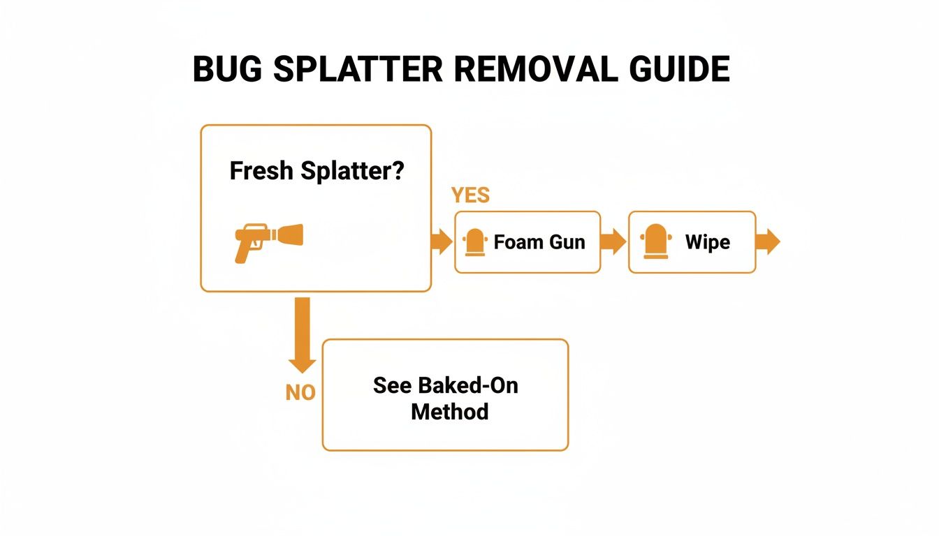 How to Clean Bugs Off Windshield Without a Scratch – SwiftJet