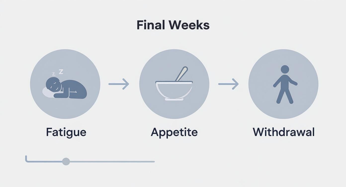 Understanding The Signs Death Is Near A Gentle Guide For Hospice Families