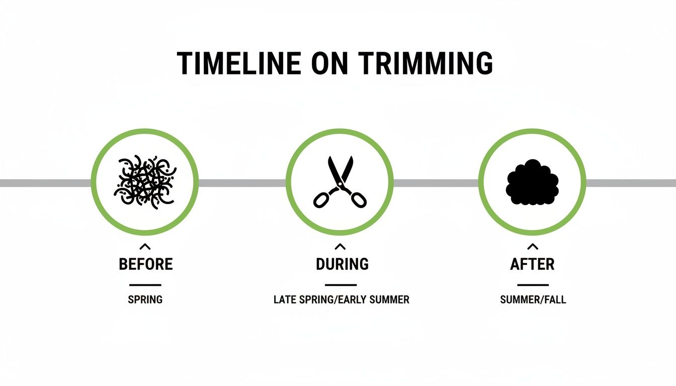 Difference between pruning and trimming: A Quick Guide to Tree Care