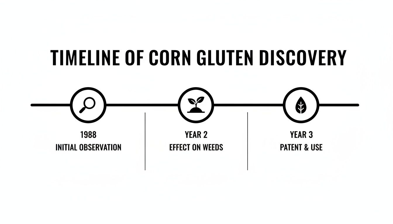 Corn Gluten for Weed Control: A Natural Lawn Care Guide