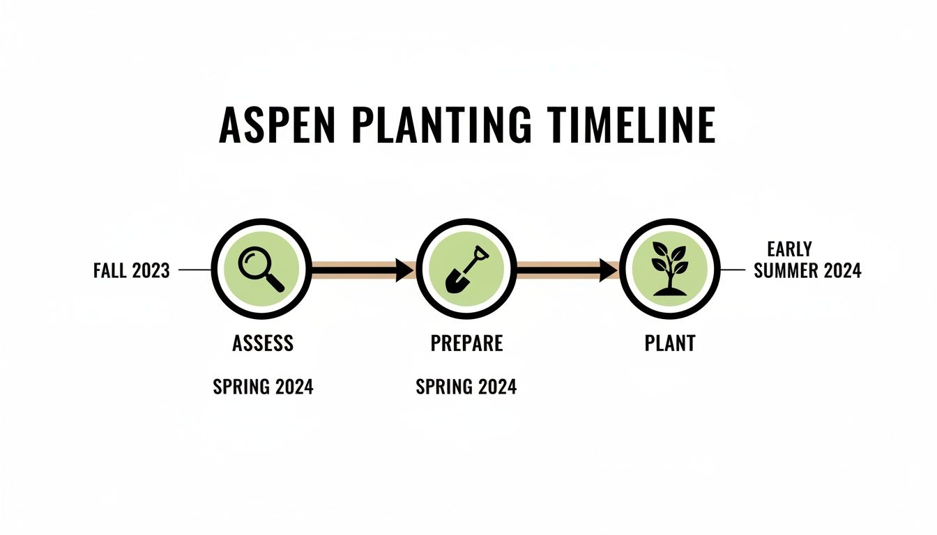 A Homeowner's Guide to Thriving Aspen Tree Care in Georgia
