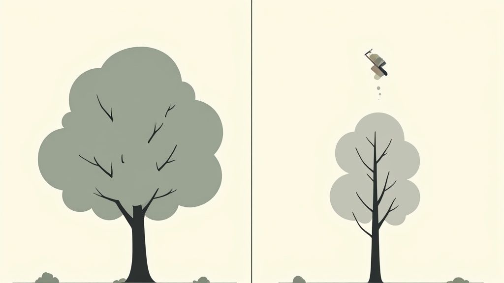 what is tree topping? Causes, risks, and safer pruning