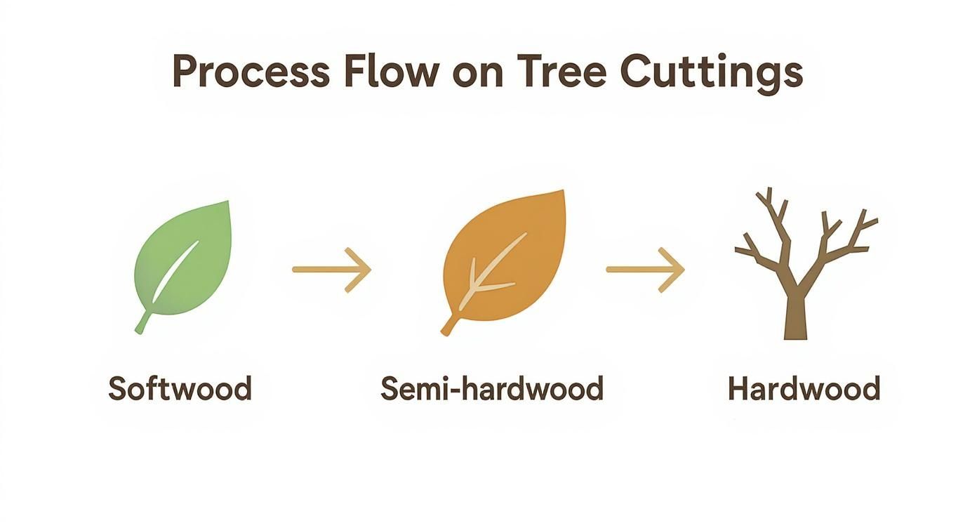 Can You Grow a Tree From a Branch? A Practical Guide