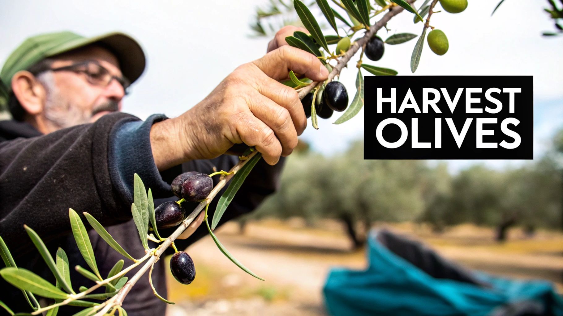 Making Olive Oil at Home: From Fresh Olives to Liquid Gold – Learn ...