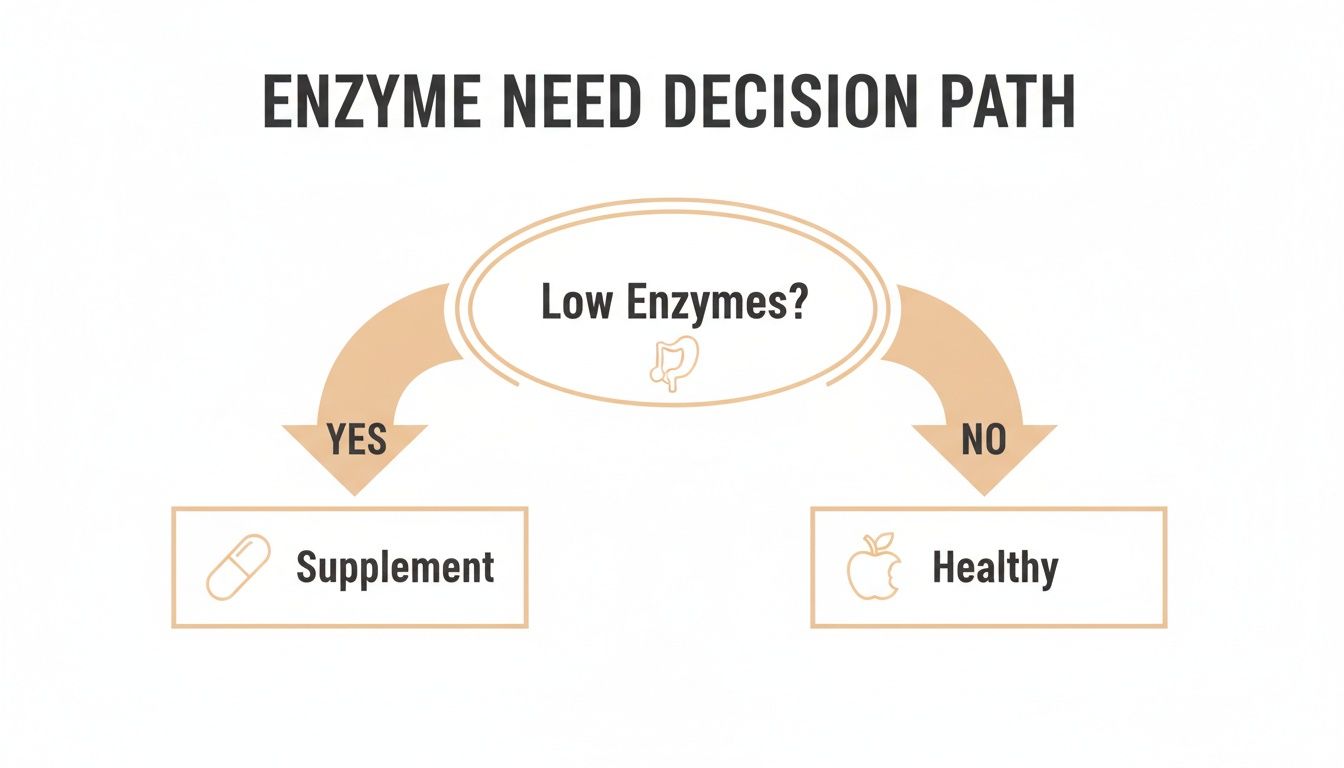 When Is the Best Time to Take a Digestive Enzyme? Your Guide to Beatin ...