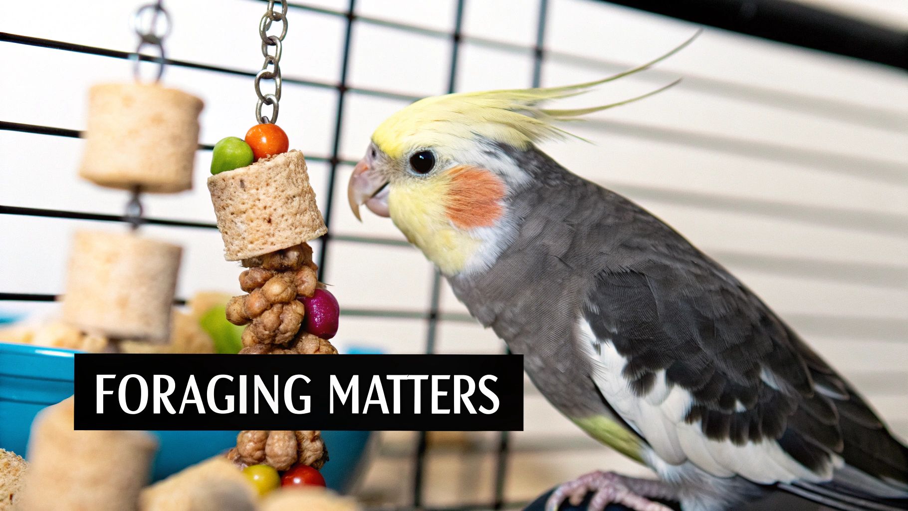 Australia's Guide To The Best Bird Toys For Cockatiels – Lou Lou Bells ...