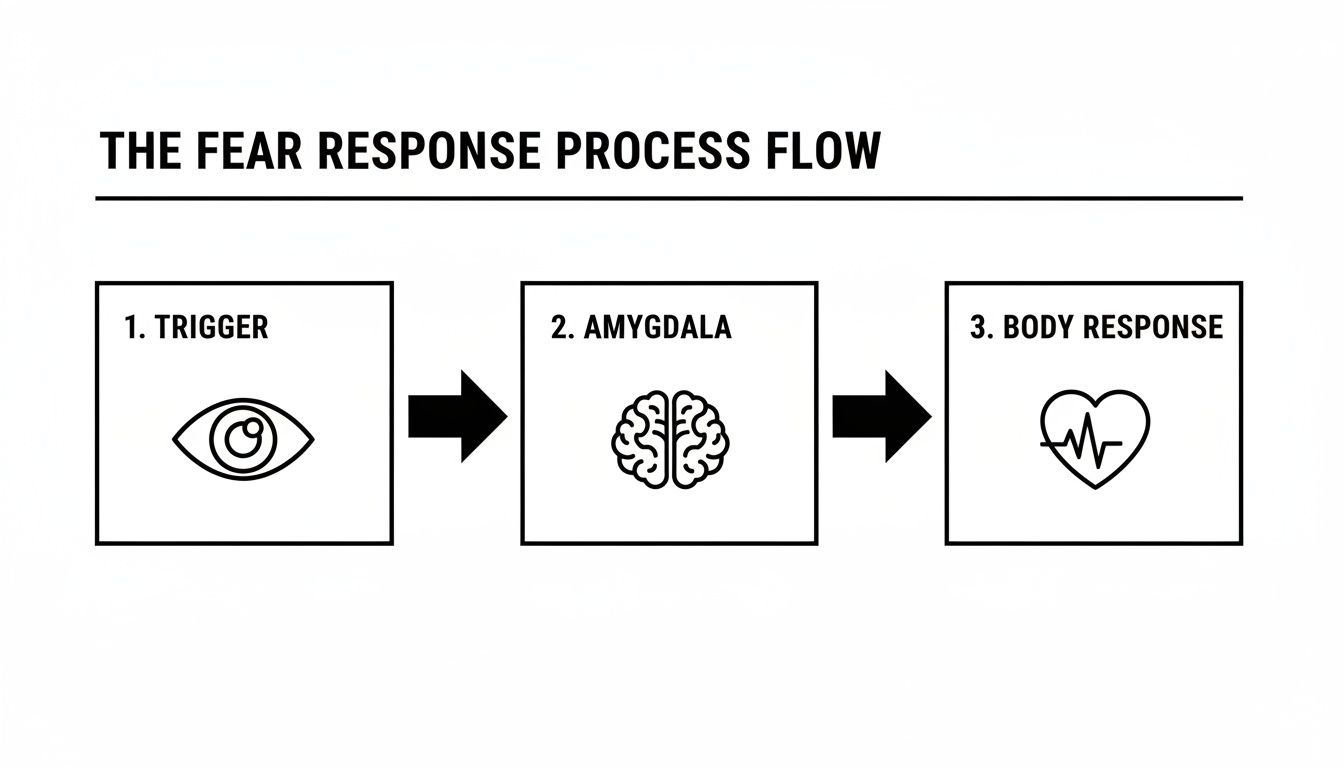 How to Conquer Fear and Anxiety A Practical Field Guide